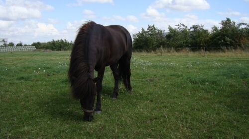 Vis din islænder! - Opslag, billeder og video - Heste-Nettet.dk