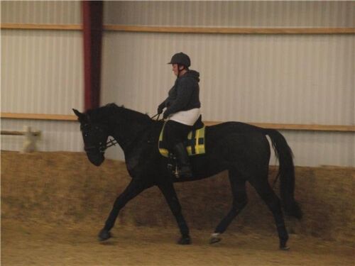 Sorte heste ... - Opslag, billeder og video - Heste-Nettet.dk