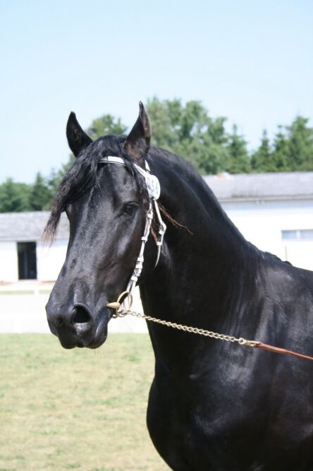 Sorte heste ... - Opslag, billeder og video - Heste-Nettet.dk