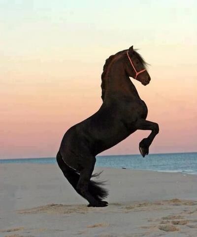 Billedetråd - Opslag, billeder og video - Heste-Nettet.dk