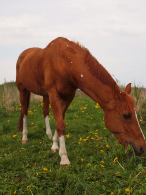 Rød pony, lyse pletter??? - Hyggesnak - Heste-Nettet.dk