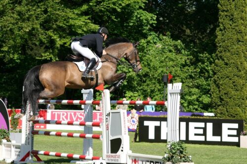 Andreas + springere i parken - Opslag, billeder og video - Heste-Nettet.dk