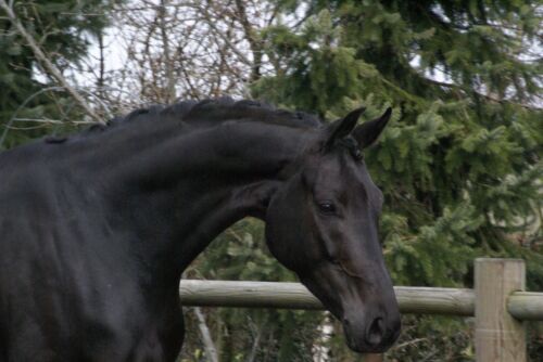 Lad mig se sorte heste .. - Opslag, billeder og video - Heste-Nettet.dk