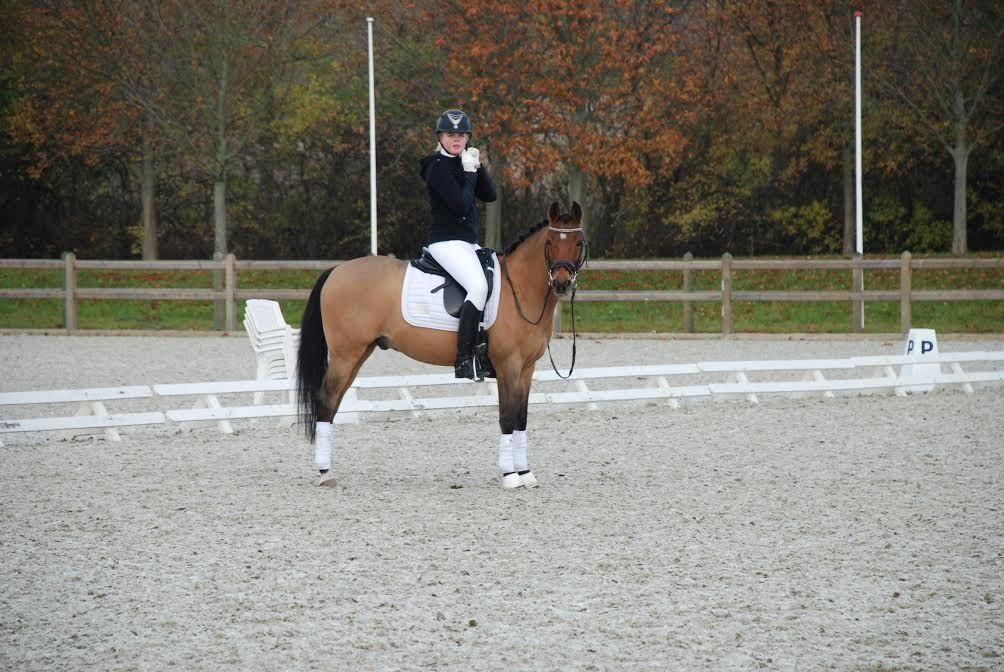 røgild´s ras hafun (208333200000212) - Heste-Nettet.dk