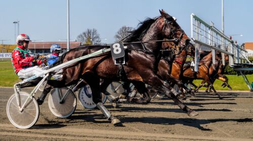 Billder fra Charlottenlund Travbane - Opslag, billeder og video - Heste ...