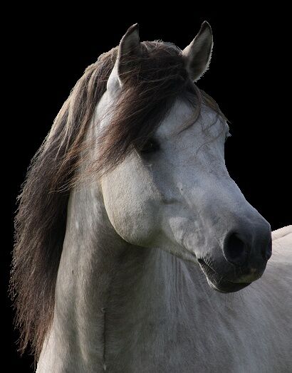 Heste billeder med sort baggrund - Opslag, billeder og video - Heste ...