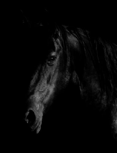 Heste billeder med sort baggrund - Opslag, billeder og video - Heste ...