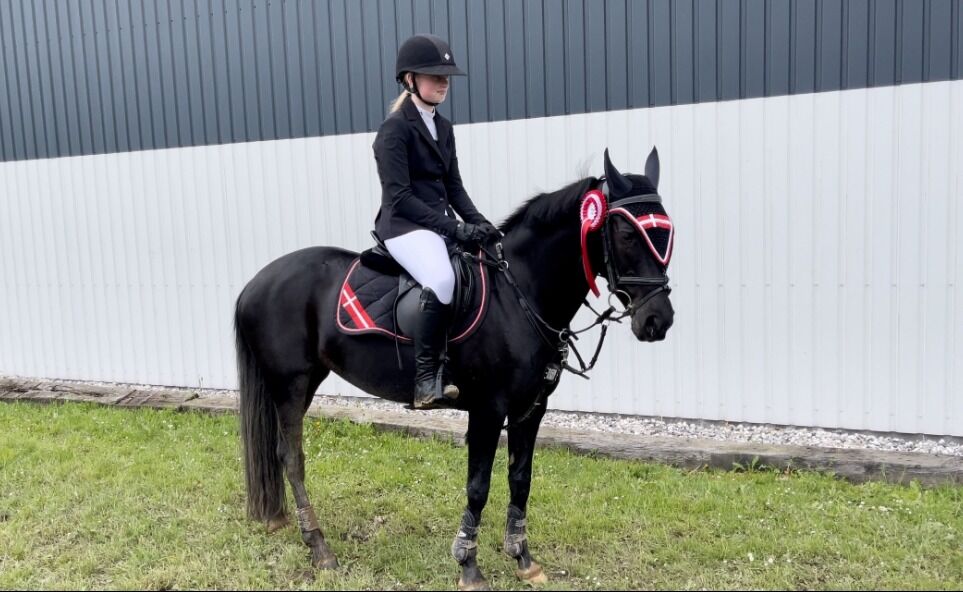 Hest til salg: Møgelvangs Wanted (SDS 630) - Springpony der springer ...