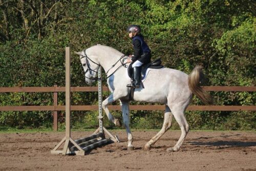 Springstævne: Stor hest - lille pige - Opslag, billeder og video ...