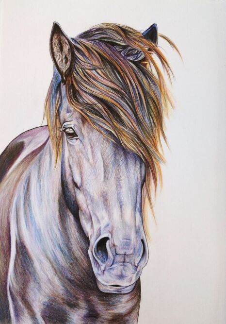 Ny tegning - Opslag, billeder og video - Heste-Nettet.dk