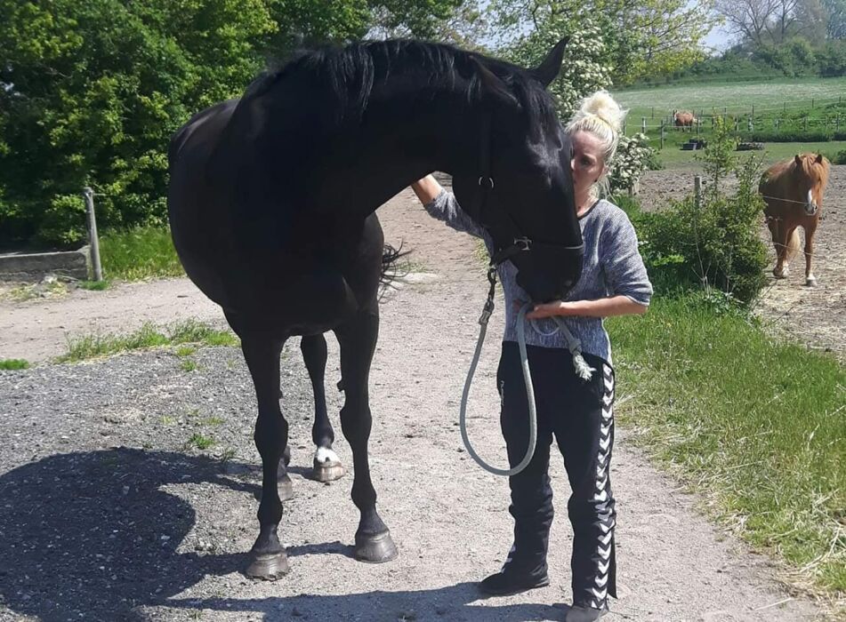 Hest til salg: HUNTER S (HST 164632) - Stor lækker sort dreng - Heste ...