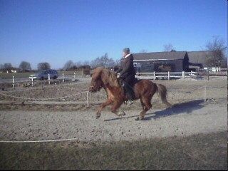 min hest kan flyve - Opslag, billeder og video - Heste-Nettet.dk