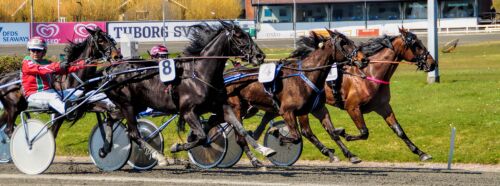 Billder fra Charlottenlund Travbane - Opslag, billeder og video - Heste ...