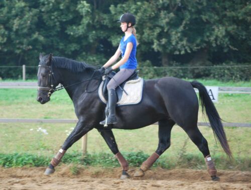 Lad mig se sorte heste .. - Opslag, billeder og video - Heste-Nettet.dk