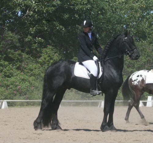 Lad mig se sorte heste .. - Opslag, billeder og video - Heste-Nettet.dk