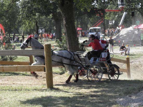 Fantastisk præstation af danske kuske til VM - Nyheder - Heste-Nettet.dk