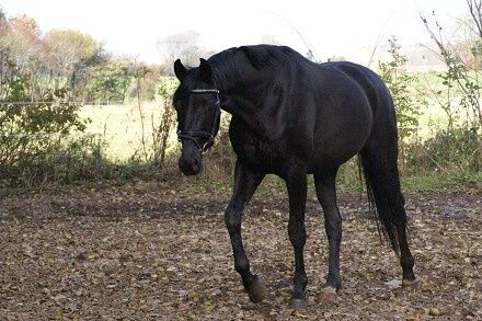 Lad mig se sorte heste .. - Opslag, billeder og video - Heste-Nettet.dk
