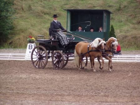 Lars Dau europamester for haflingere - Nyheder - Heste-Nettet.dk