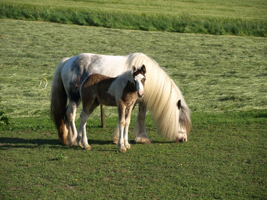 Hest til salg: Stald Enslev´s Ferdinand (HST 161218) - Charmerende ...