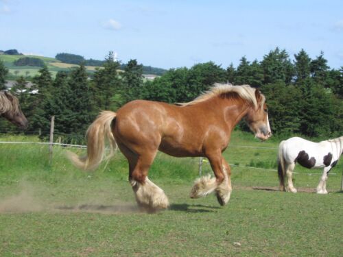 Flyvende hest - Opslag, billeder og video - Heste-Nettet.dk