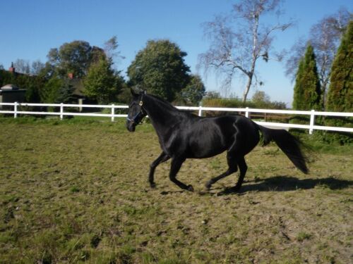 Vis din sorte hest - Opslag, billeder og video - Heste-Nettet.dk