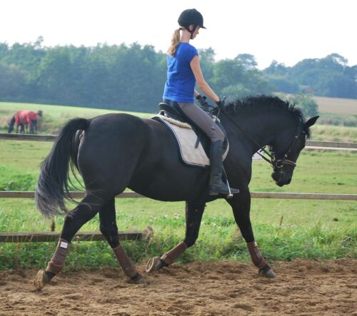 Lad mig se sorte heste .. - Opslag, billeder og video - Heste-Nettet.dk