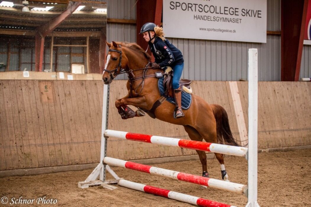 Hest til salg: Zafir (208333200711925) - Spring pony - Heste-Nettet.dk