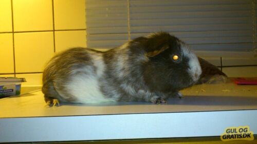 Se mine CH-teddy marsvin - Alt om andre dyr - Heste-Nettet.dk