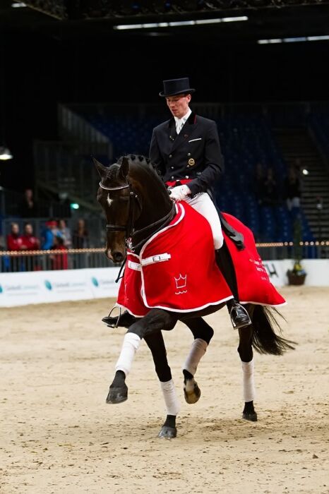 Blue Hors Zack: Årets hingst 2014! - Nyheder - Heste-Nettet.dk