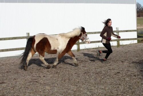 Det mest specielle ved din hest - Opslag, billeder og video - Heste ...