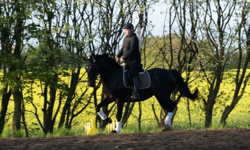 Sorte heste ... - Opslag, billeder og video - Heste-Nettet.dk