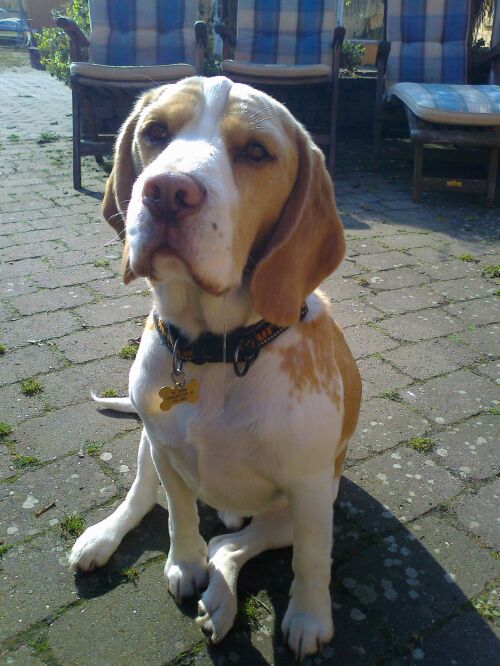 Beagle... Vis din!!! - Alt om andre dyr - Heste-Nettet.dk