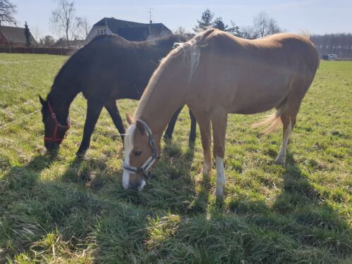 Nu med heste hjemme - Opslag, billeder og video - Heste-Nettet.dk