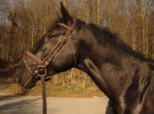 Sorte heste med brunt udstyr? - Opslag, billeder og video - Heste-Nettet.dk