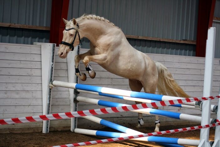 Hingst: Stargolds Cream (0102000) - Cremello hingst, Far til Året ...