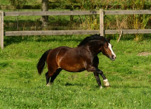 Min "lille" baby hest "mini Maccoy":) - Opslag, billeder og video ...