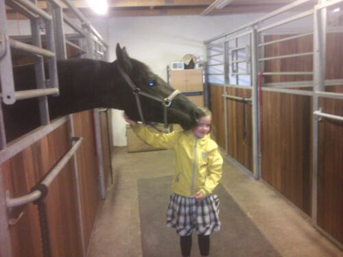 Sorte heste ... - Opslag, billeder og video - Heste-Nettet.dk