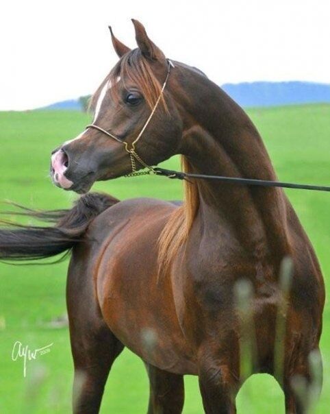 Avlsmål eller deformitet - Avl - Heste-Nettet.dk