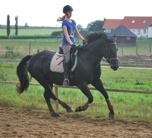 Lad mig se sorte heste .. - Opslag, billeder og video - Heste-Nettet.dk