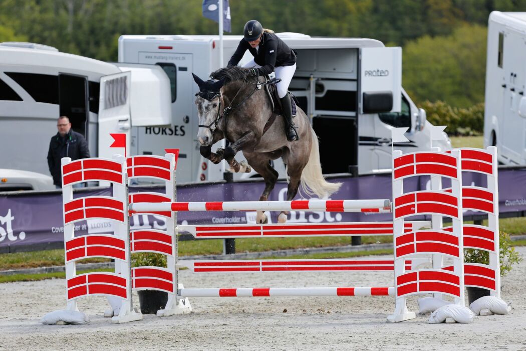 At avle verdens bedste springhest - Nyheder - Heste-Nettet.dk