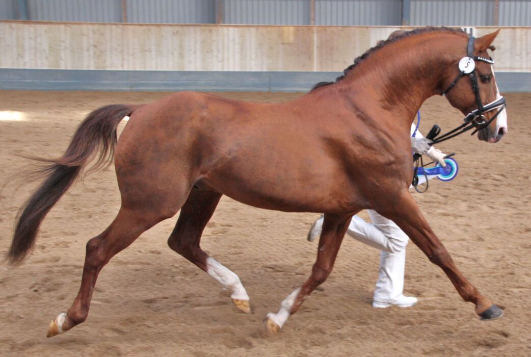 Hingst: Antario N (ESPH 107) - Elitehingst Dansk Sports Pony - Heste ...