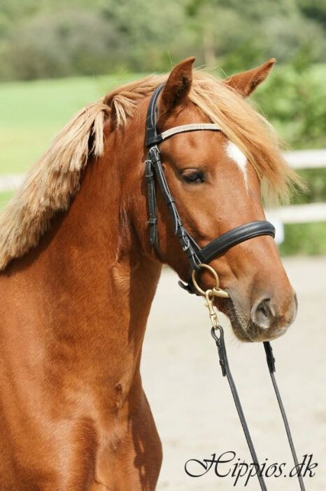 Argos Hippios (208333NF0808640) - Heste-Nettet.dk