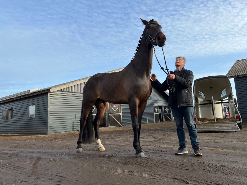 Køb din ny hest på auktion frem til 19/3 - Nyheder - Heste-Nettet.dk