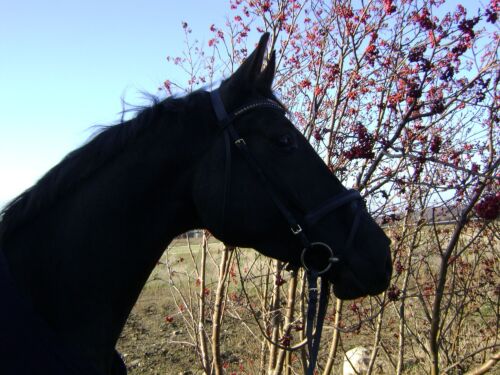 Vis trenser på sorte heste! - Opslag, billeder og video - Heste-Nettet.dk