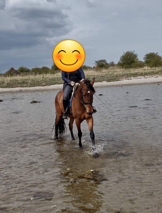 Hest til salg: Cruzado vallak (HST 165649) - Fantastisk cruzado vallak - Heste-Nettet.dk