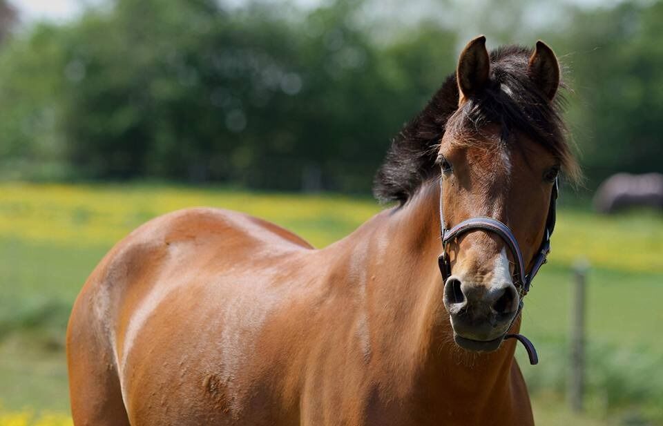 Hest til salg: Stald Norups Shanti (HST 164282) - Allrougnd pony - Heste-Nettet.dk