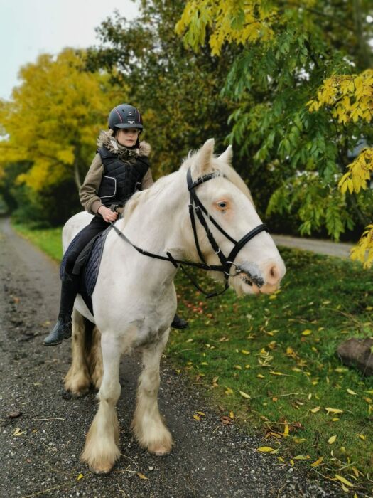 Hest til salg: SAMWISE GAMGEE (826069000230605) - Unik Tinker - Heste ...