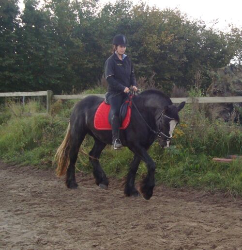 Sort m. hvid hale? (welsh cob) - Avl - Heste-Nettet.dk