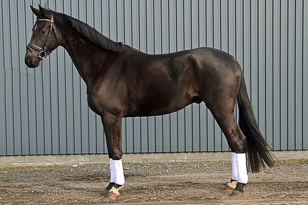 Hest til salg: Ersholt Kontigi (208333DW0706640) - 6 års vallak sælges ...