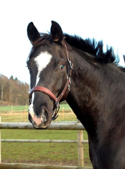 Sorte heste med brunt udstyr? - Opslag, billeder og video - Heste-Nettet.dk
